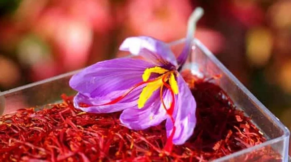 Saffron Cultivation Process: Essential Tips for Growing Saffron